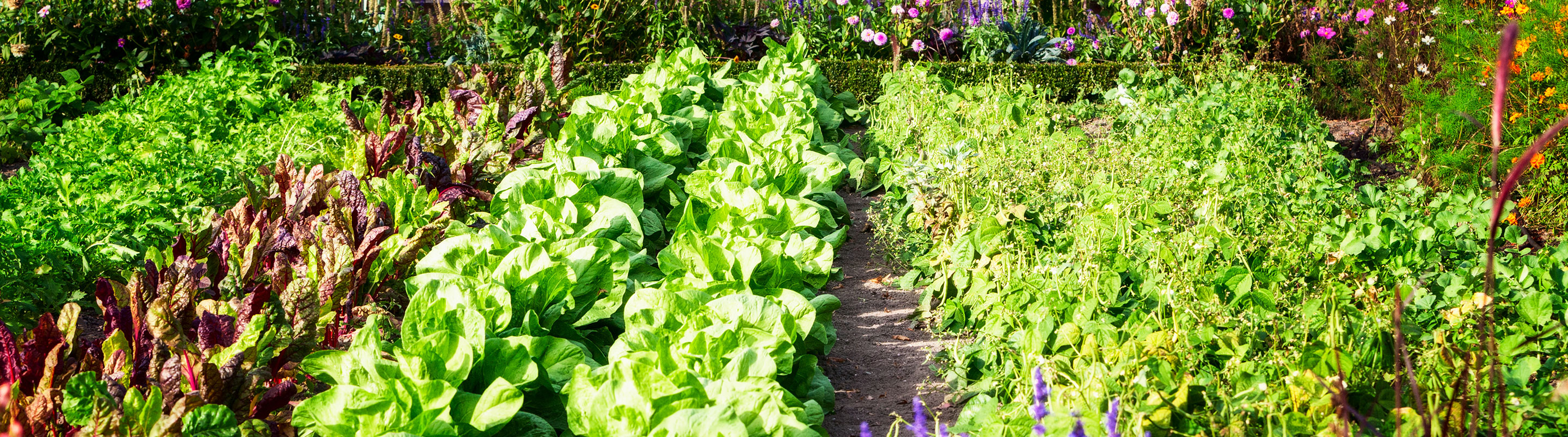 Easy Step-By-Step Irrigation Installation Guide | NETA